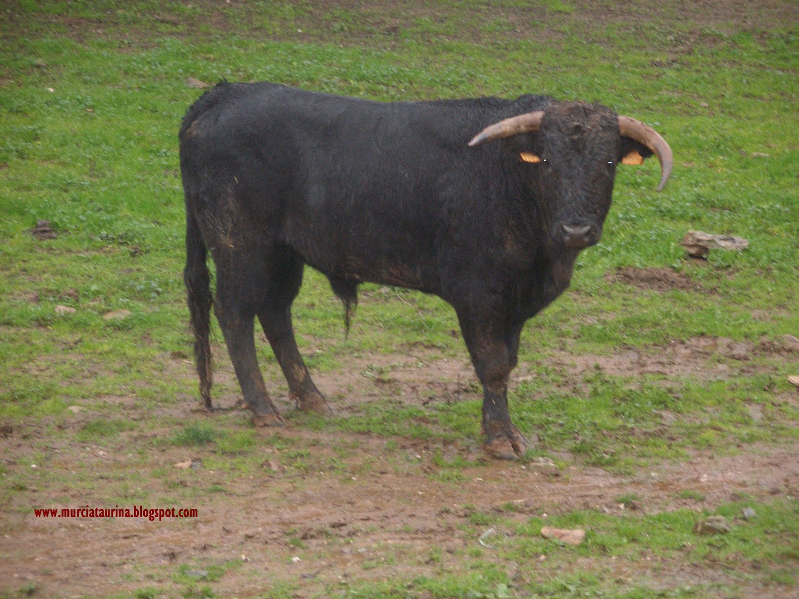 Murcia Taurina: Los novillos para el festival de banderilleros