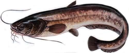 Forrástól a torkolatig: A Dunában előforduló halfajták 1. Harcsa