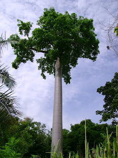 VOCES DEL RIO DON DIEGO: La voz del macondo....