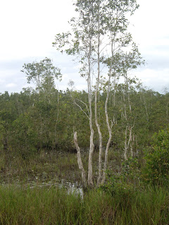 One of Wetlands Area in South Of Borneo