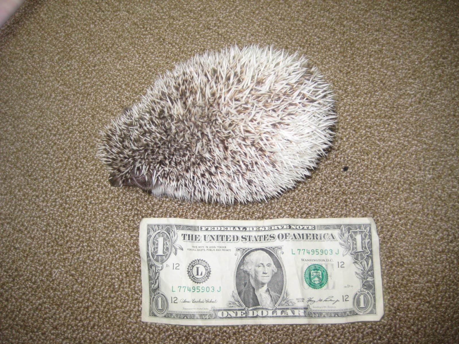 Hedgehog Express: Weight and Size