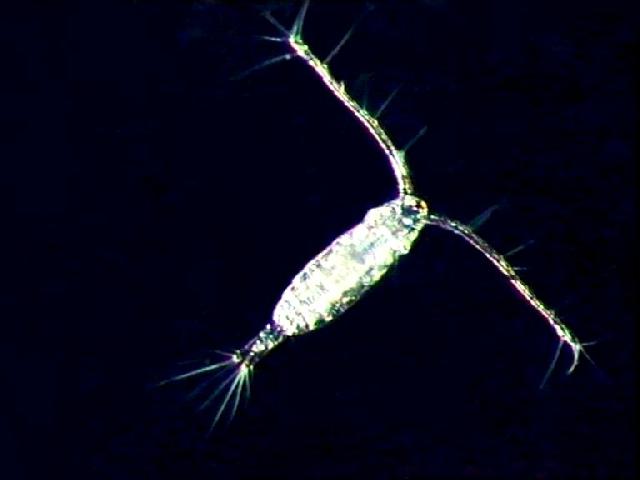 Acrogeos - Speculative Evolution