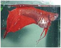 Cuidados - Doenças em Bettas | Bênny Bettas de Linhagem