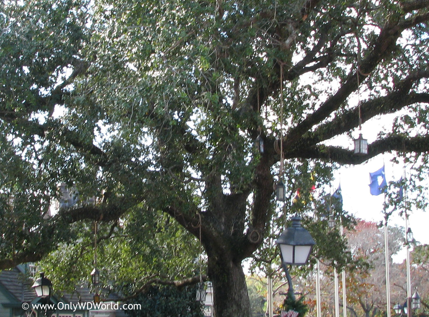 The Liberty Tree - A Magic Kingdom Landmark Since Opening Day | Disney ...