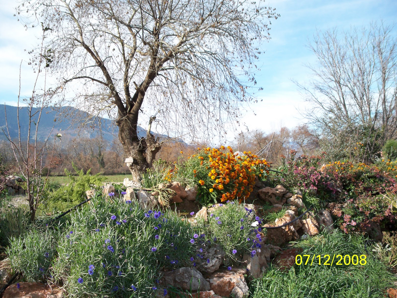 ROUMELH.blogspot.com: ΜΕ 2011 ΕΥΧΕΣ ΓΙΑ ΤΟ ΝΕΟ ΕΤΟΣ!..Γράφει η Νότα Κυμοθόη