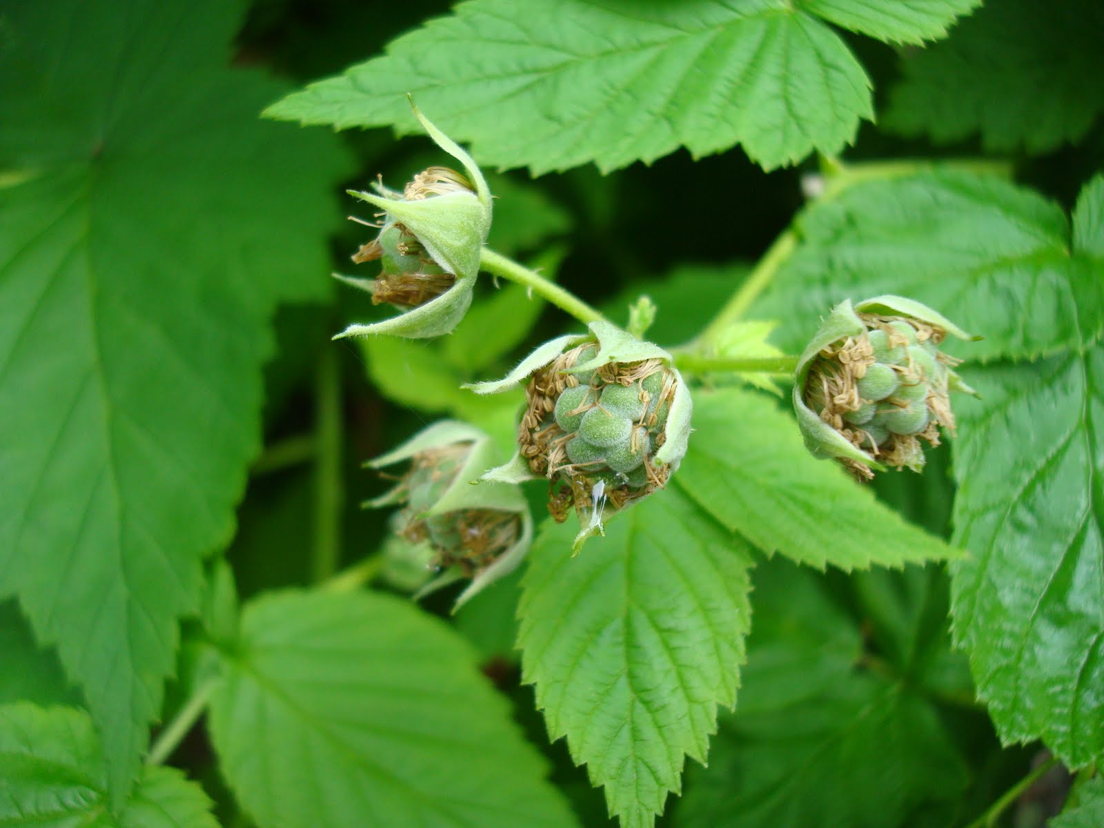 Katie's Kitchen Garden: Little Green Berries