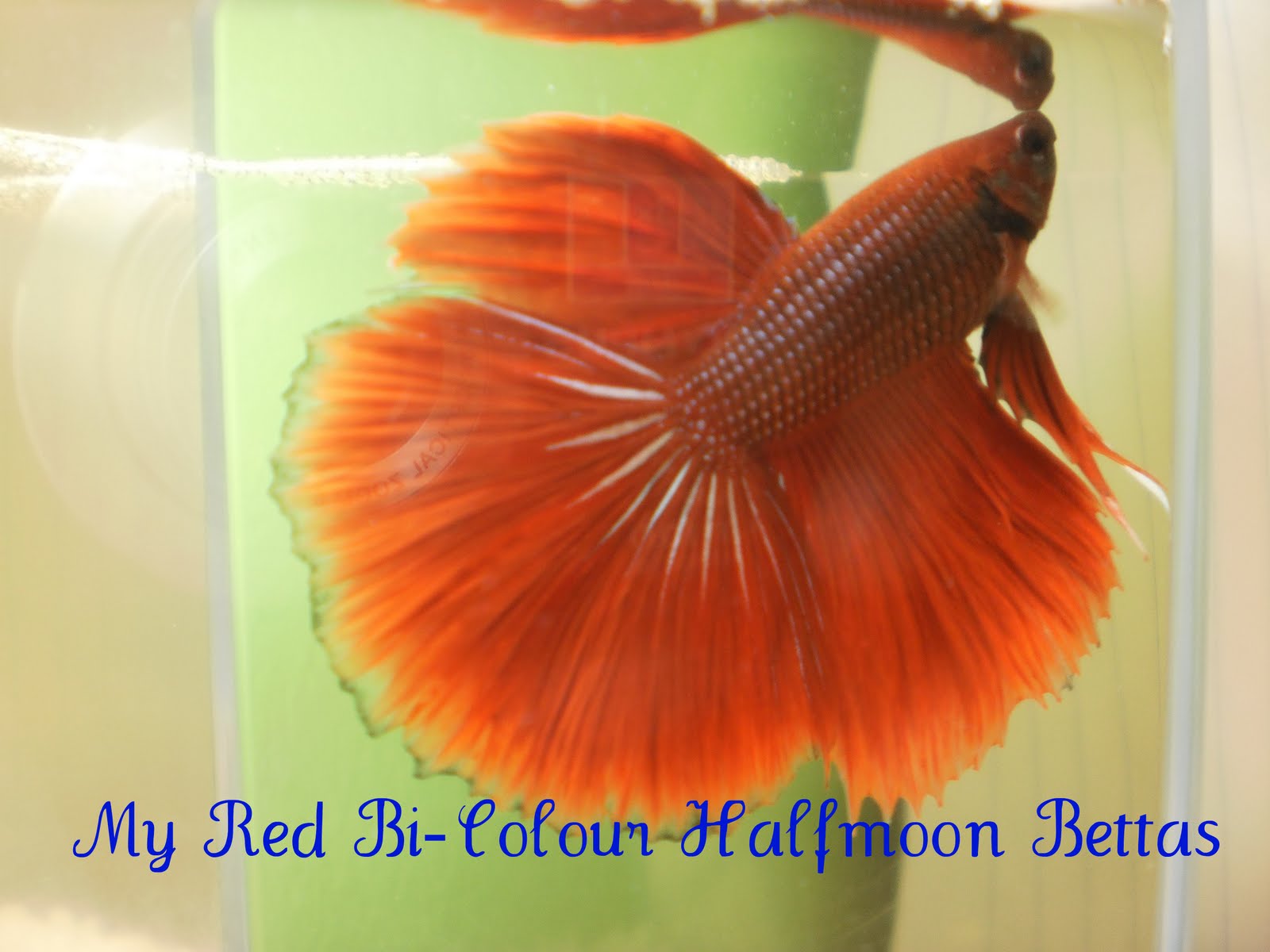 My Red Halfmoon Bettas