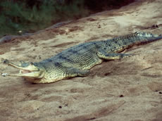 Ecofriendly: Gavial