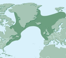 Ecofriendly: Atlantic Cod