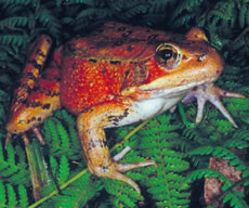 Ecofriendly: California red-legged Frog