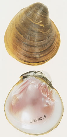 Ecofriendly: Ring Pink Mussel
