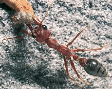 Ecofriendly: Australian Ant