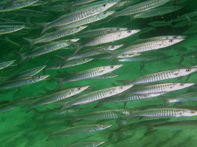 TARP Watch: TARP Fish Identification Parade