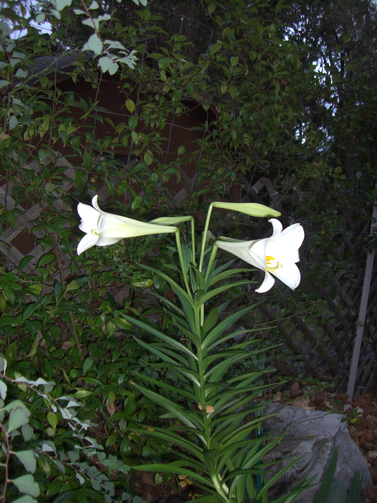 Easter Lily in October ~ Everydaydelight