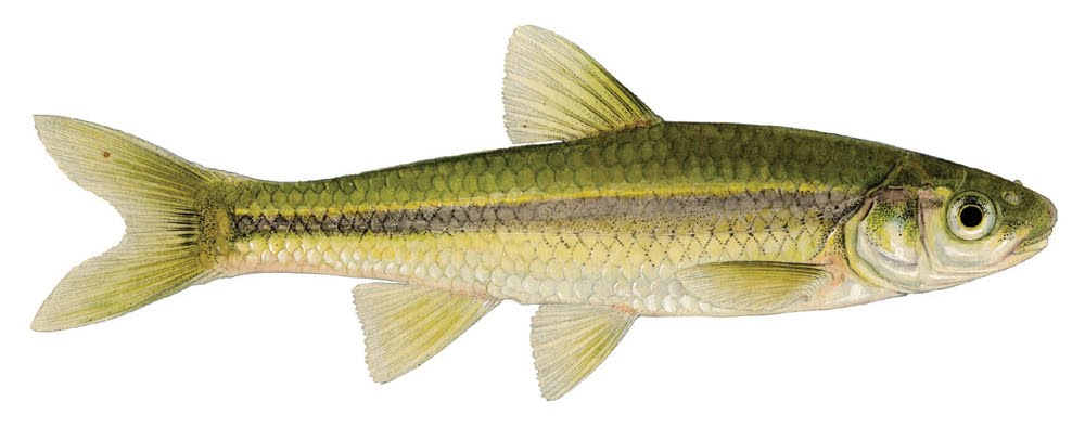 The Tempest Girl: The Simple Life: Camping as a Kid