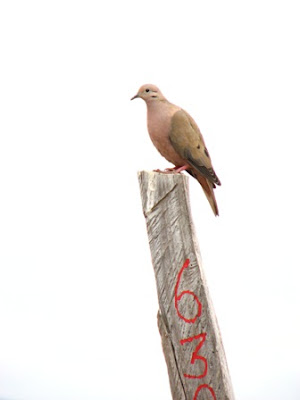 AVES DEL HUILA: TORCAZAS