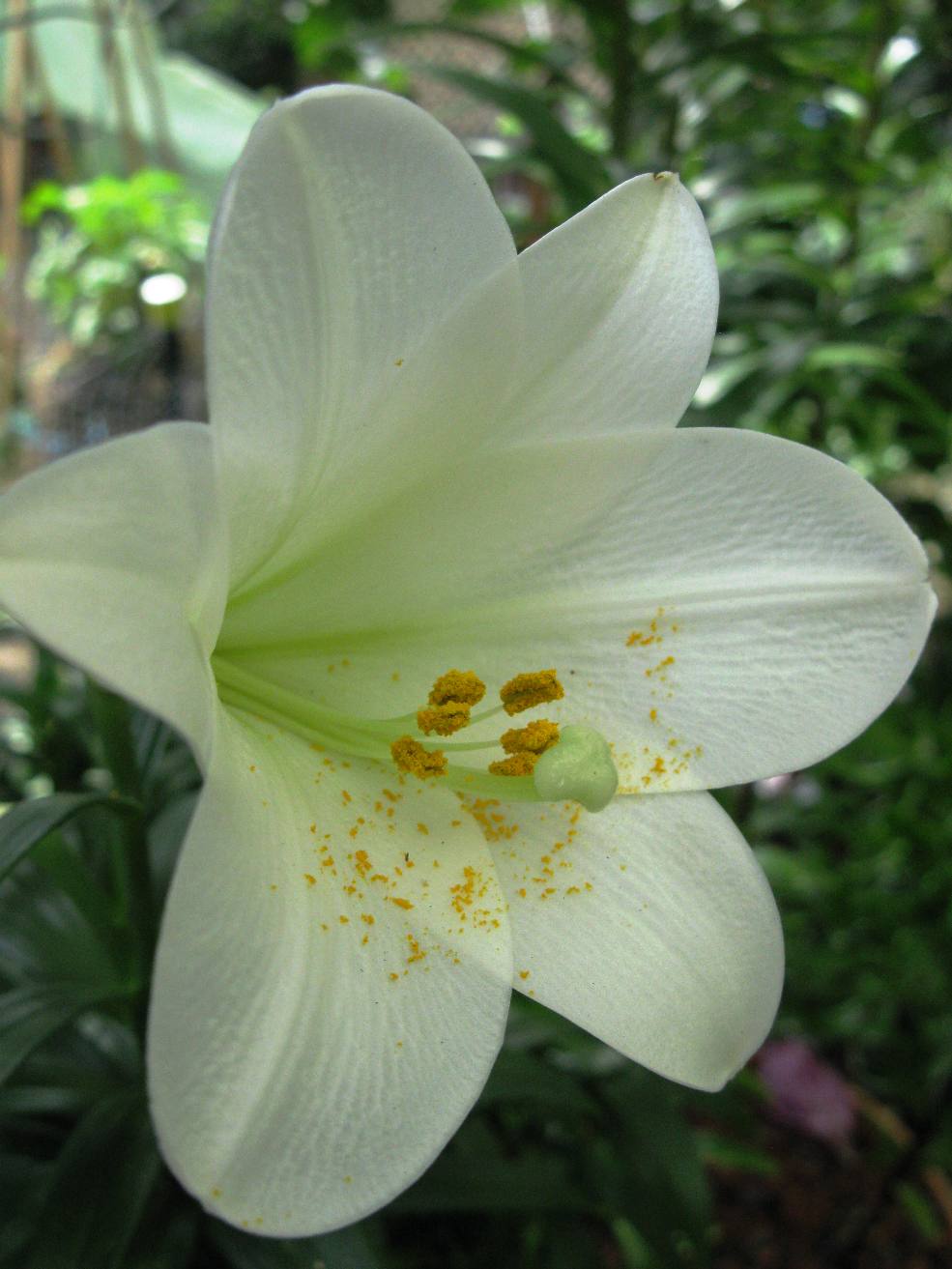 Vireya's Blog: Christmas Lily