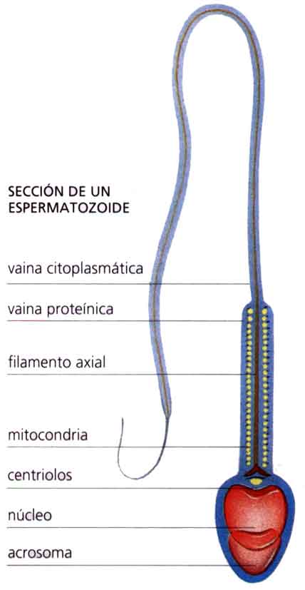 reproduccion y desarollo humanos: Gametos femeninos y masculinos