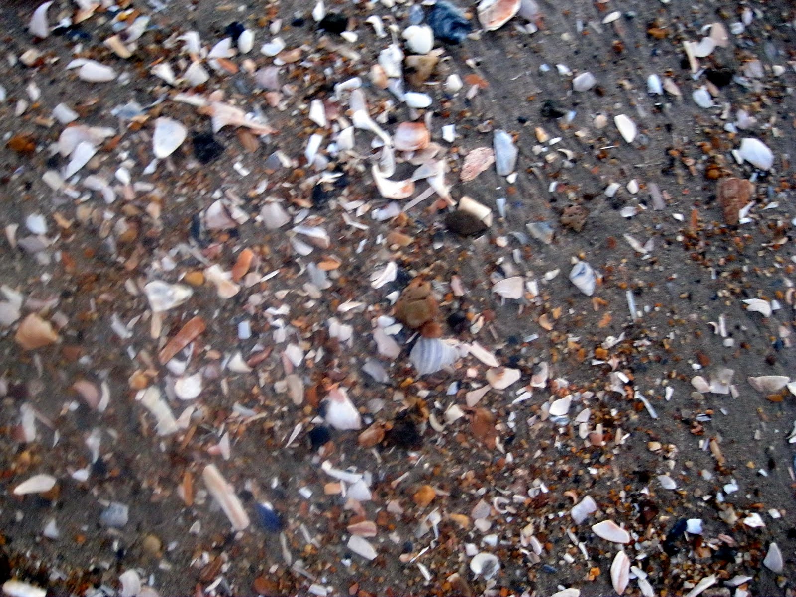 Best Place To Find Shells In Virginia Beach at Thomas Tucker blog