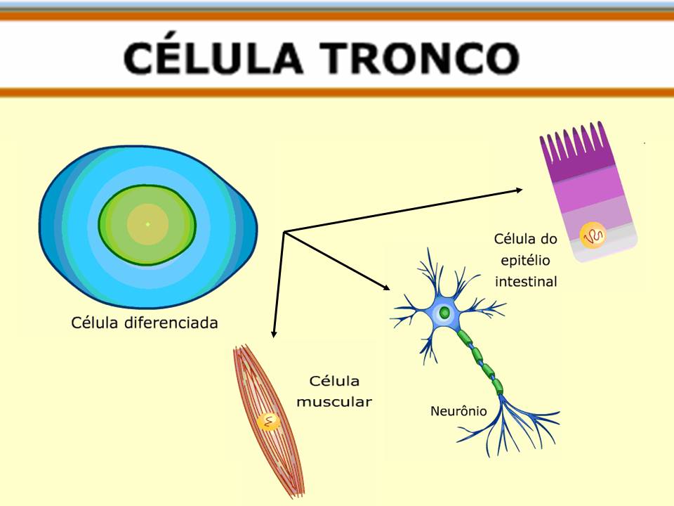 "Ciência é Tudo": O que sao Células Tronco