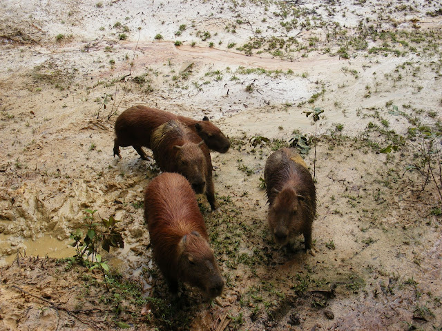 Ronsoco | Atractivos Turísticos del Perú