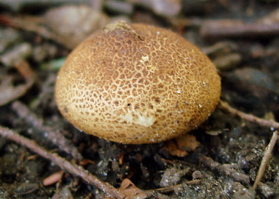 * Mungo Says Bah * Bushcraft Blog: A Leopard Earthball Mushroom