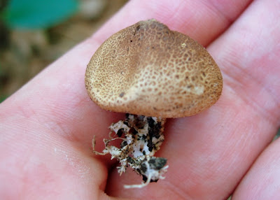 * Mungo Says Bah * Bushcraft Blog: A Leopard Earthball Mushroom