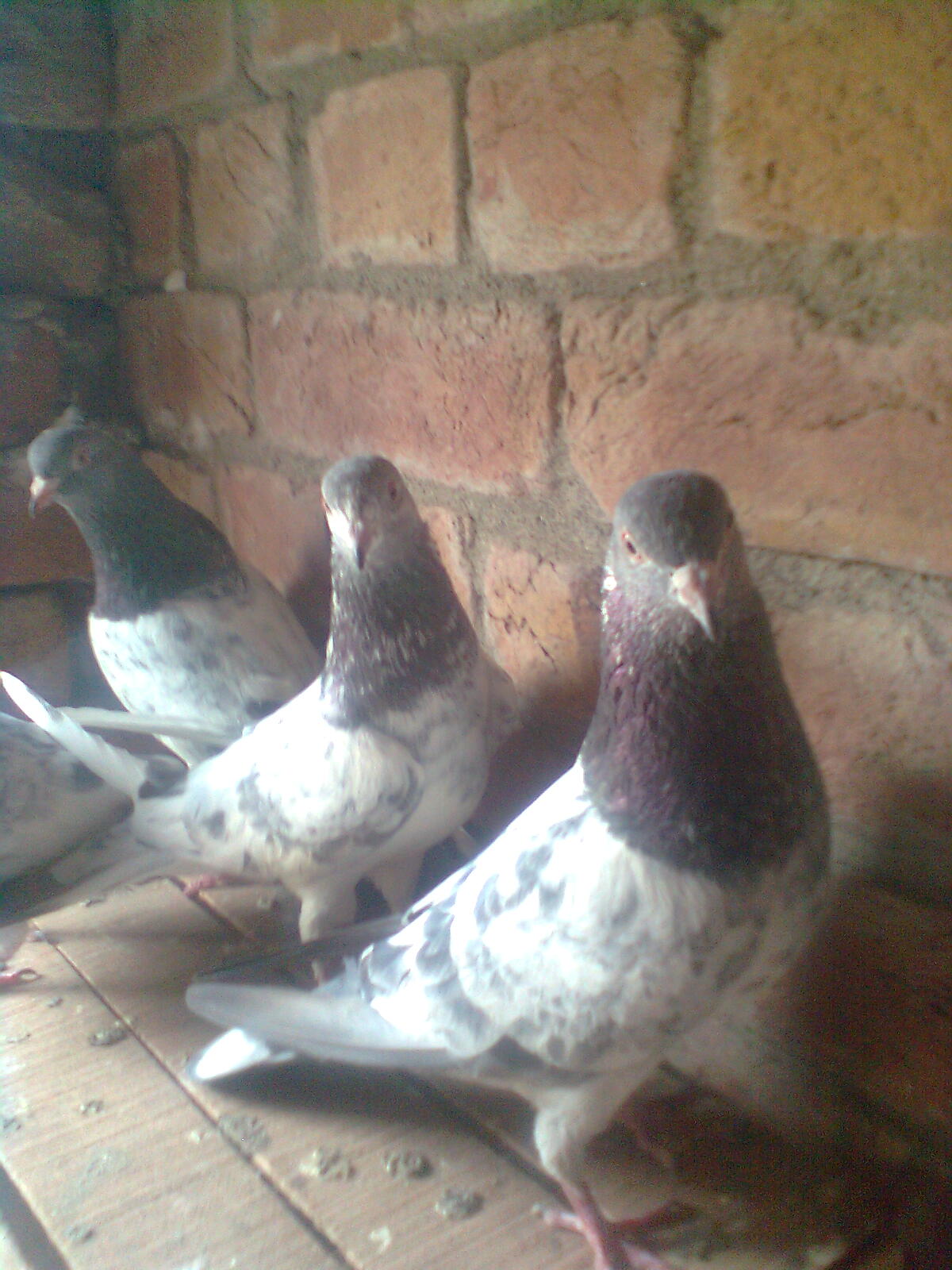 Golden pigeons Breed ~ Pigeons Photos | Pigeons Care | Pigeons For Sale ...