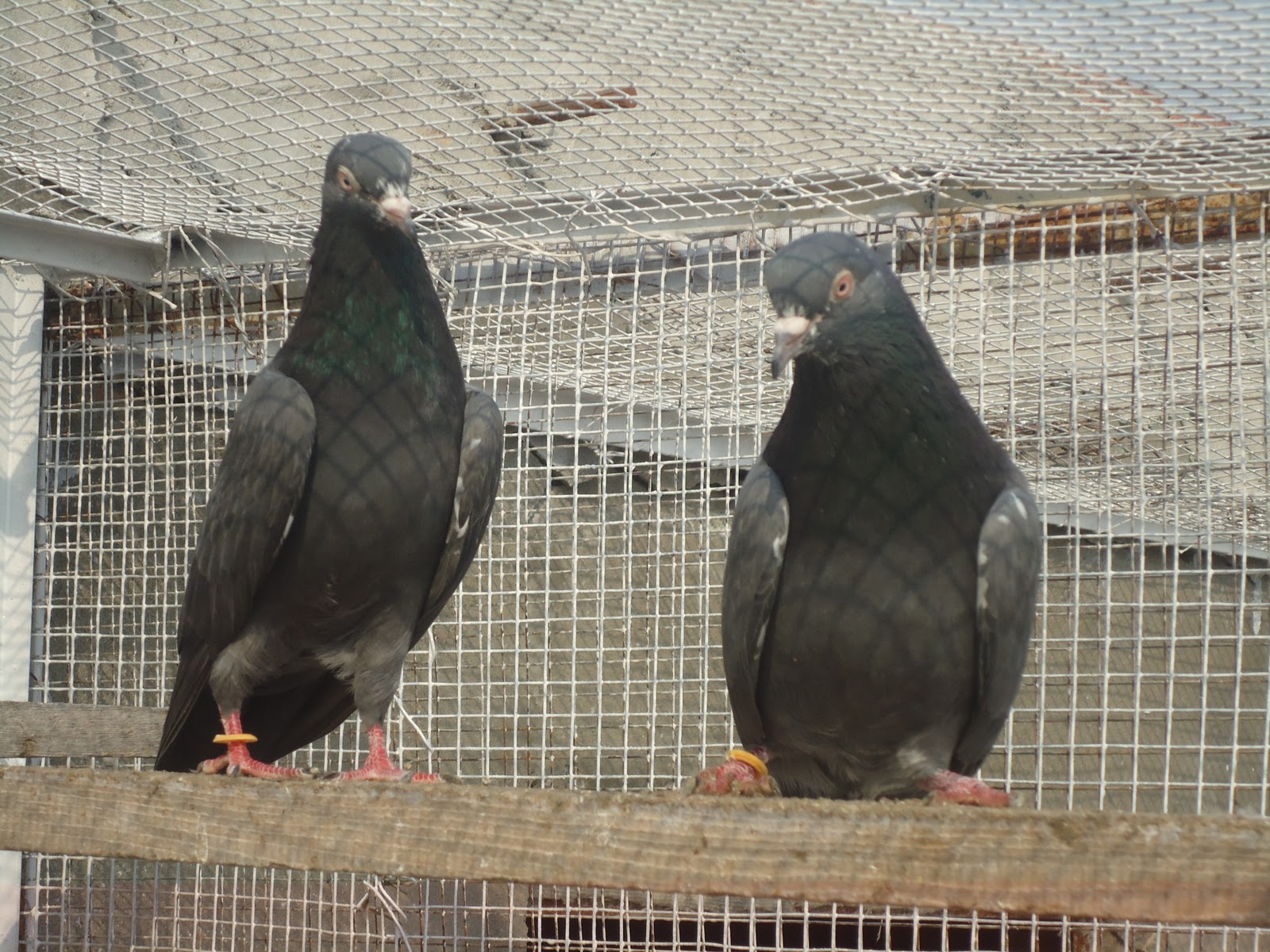 Neela Kamangar kabootar ~ Pigeons Photos | Pigeons Care | Pigeons For ...