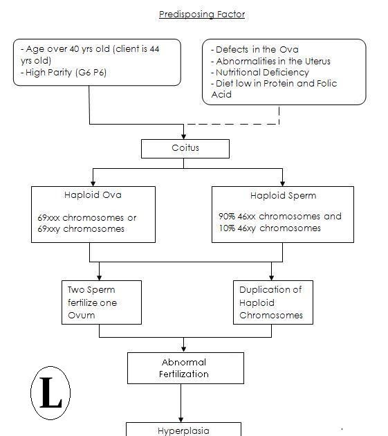 Lionheart Nurses Blog: Pathophysiology of Hydatidiform Mole ( H-Mole)