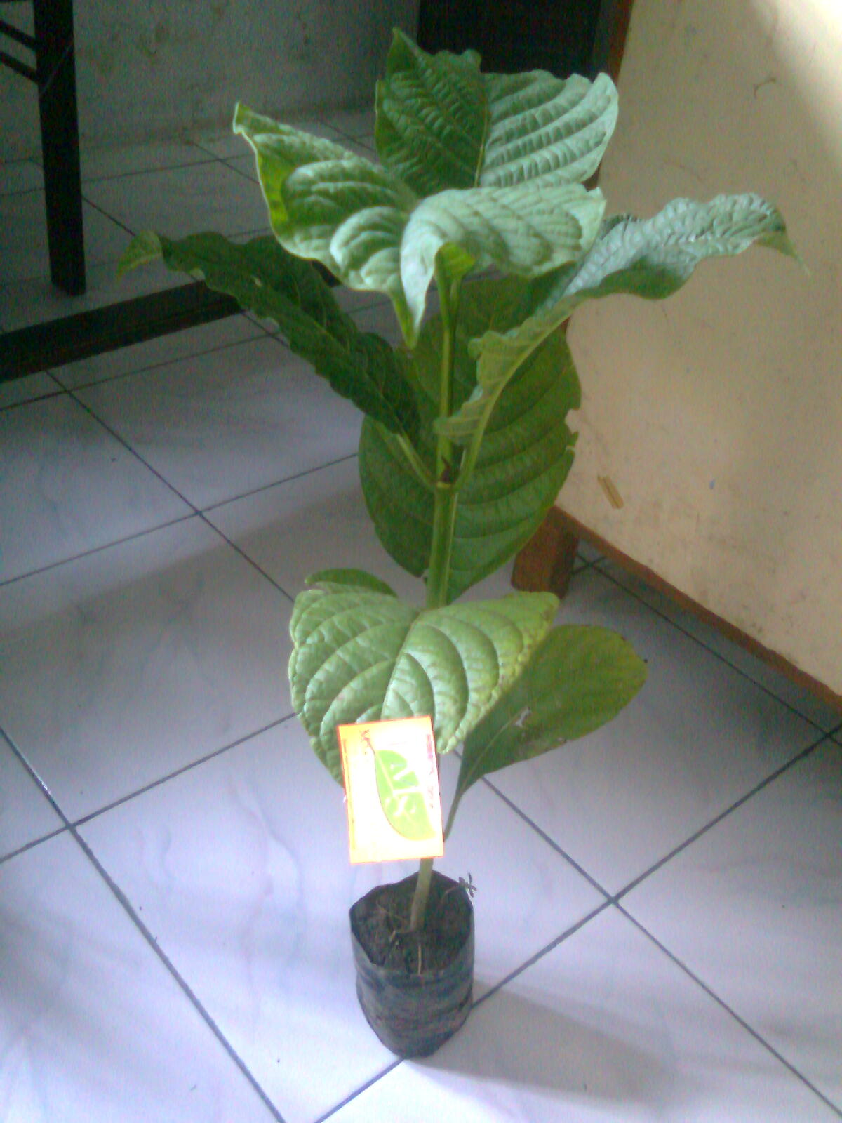 RAHASIA DIBALIK PENGKERDILAN TANAMAN JABON | jabon|bibit jabon |kayu jabon