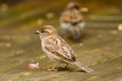 The Darting Sparrow: ~THOUGHTS ON MATTHEW 10:29-31 AND FACTS ABOUT ...