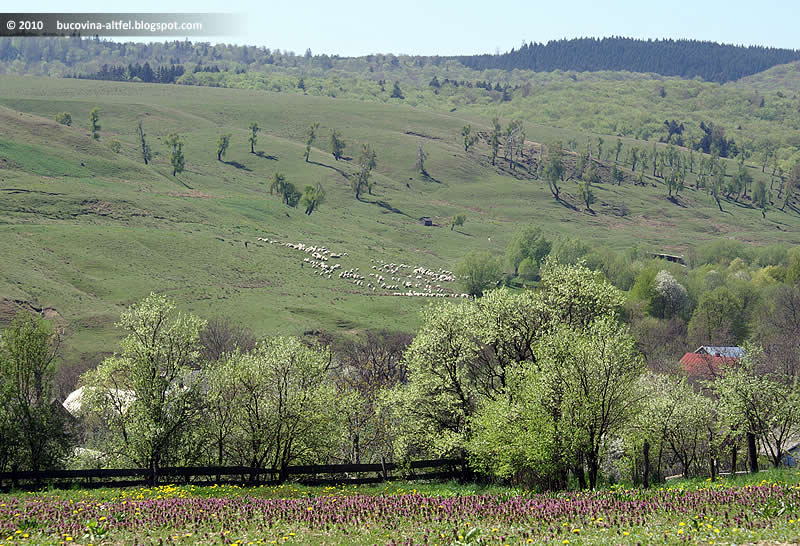 La Stupca (I) | Bucovina, altfel