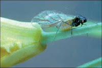 L'officine du jardin bio: PUCERON CENDRE DU CHOU