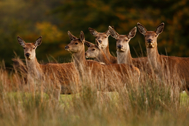Jeremy Inglis Photography: Margam Park Deer