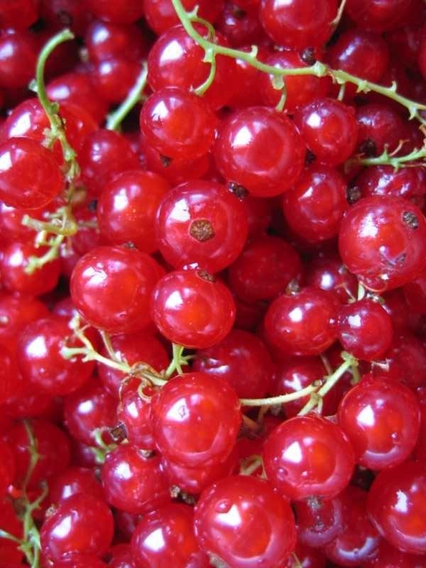 Blog 75: Recettes Conserves-Groseilles au naturel