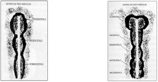 EMBRIOLOGIA DO SISTEMA NERVOSO: DESENVOLVIMENTO DO ENCÉFALO