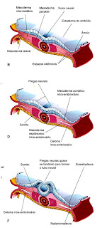 EMBRIOLOGIA DO SISTEMA NERVOSO: SISTEMA NERVOSO