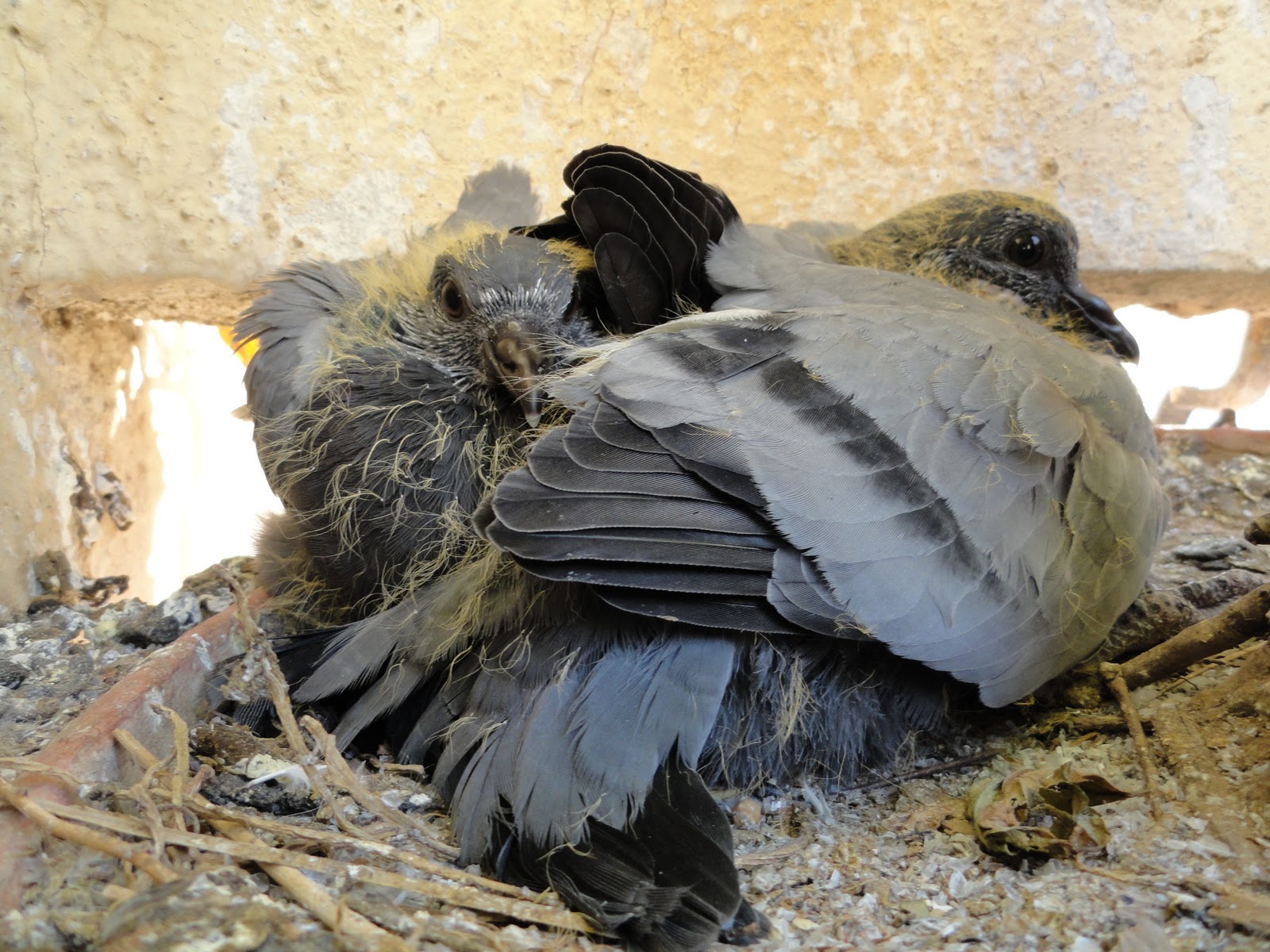 The WHIRLWIND: A pair of squabs