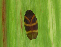 FUNDACAÑA: PRINCIPALES INSECTOS PLAGAS DE LA CAÑA DE AZUCAR