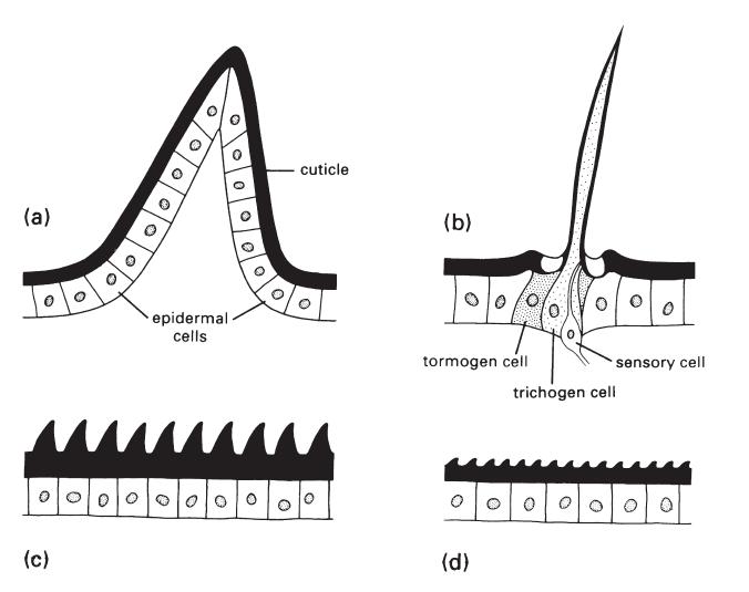 Entomology For Students: Cuticular appendages