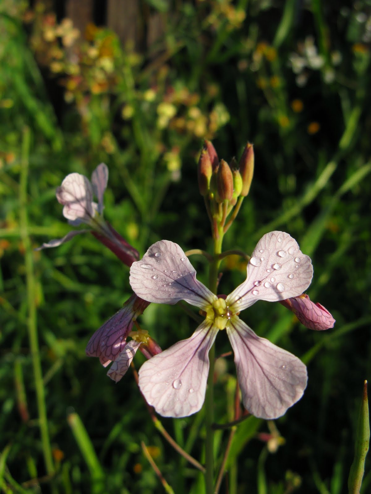 Cysgod Cannid: Wayside Weeds: Wild Radish