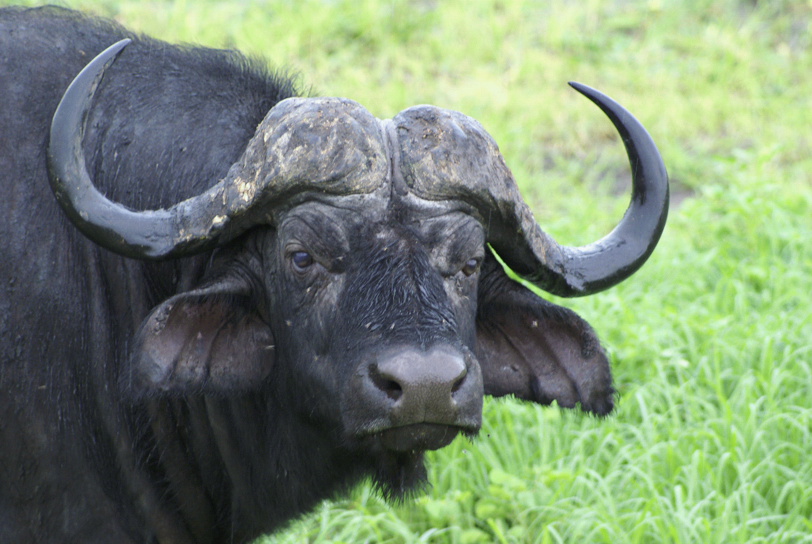 Bob and Julia's Zambia Trip: Day 10: Surf and Turf in Botswana