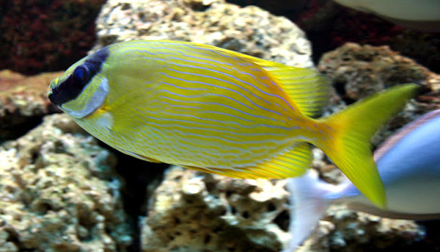 Fish Index: Decorated Rabbitfish (Siganus puellus)