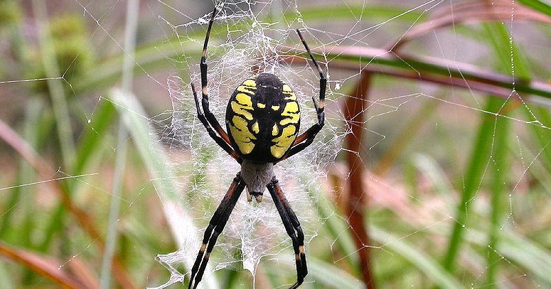 Spider Index: Corn Spider (Argiope aurantia)