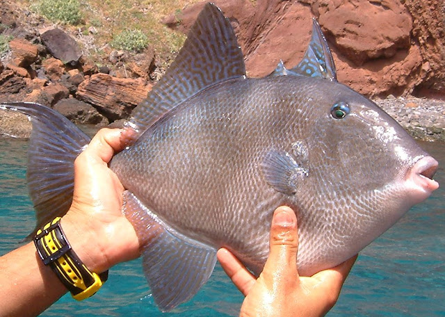 Fish Index: Gray Triggerfish (Balistes capriscus)