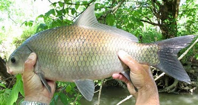 Fish Index: Smallmouth Buffalo (Ictiobus bubalus)