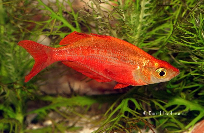 Fish Index: Red Rainbow Fish