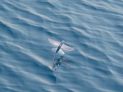 Fish Index: Flying Fish