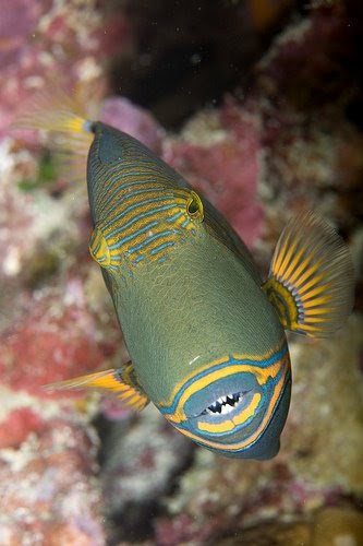 Undulate Triggerfish